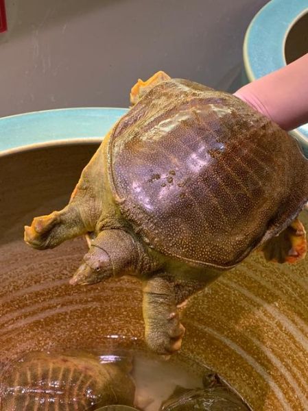 甲鱼价格行情2021_甲鱼多少钱一斤-第3张图片-山城妙识