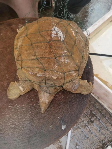 甲鱼价格行情2021_甲鱼多少钱一斤-第2张图片-山城妙识