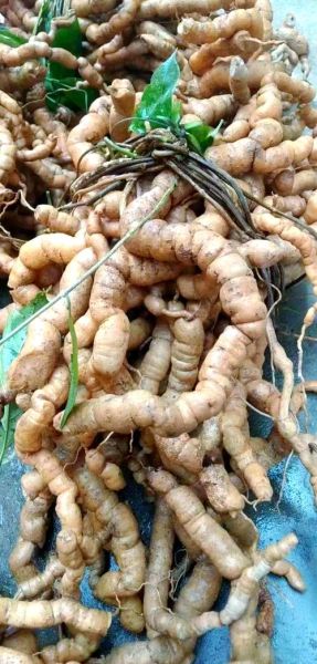 巴戟天禁忌人群有哪些_哪些人不适合吃巴戟天-第3张图片-山城妙识