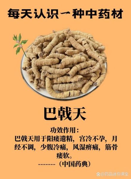 巴戟天禁忌人群有哪些_哪些人不适合吃巴戟天-第2张图片-山城妙识