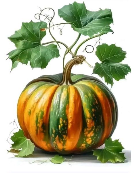 南瓜和北瓜的区别_哪个营养价值更高-第2张图片-山城妙识 南瓜和北瓜的区别_哪个营养价值更高-第2张图片-山城妙识