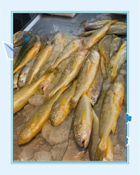 东海野生大黄鱼多少钱一斤_如何挑选东海野生大黄鱼-第1张图片-山城妙识