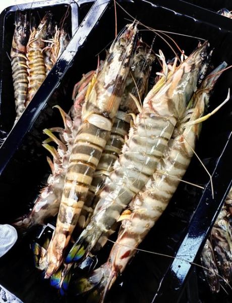 竹节虾煮几分钟才熟_竹节虾冷水下锅还是热水-第2张图片-山城妙识 竹节虾煮几分钟才熟_竹节虾冷水下锅还是热水-第2张图片-山城妙识