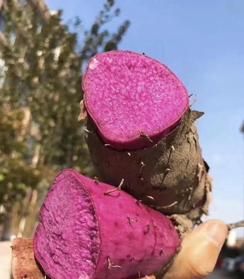 紫山药发芽了还能吃吗_发芽紫山药有毒吗-第3张图片-山城妙识