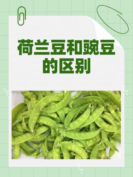 荷兰豆和豌豆是一种吗_区别与营养对比-第1张图片-山城妙识