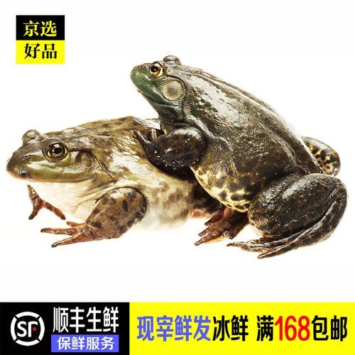 剥皮牛蛙怎么处理_剥皮牛蛙怎么做好吃-第3张图片-山城妙识