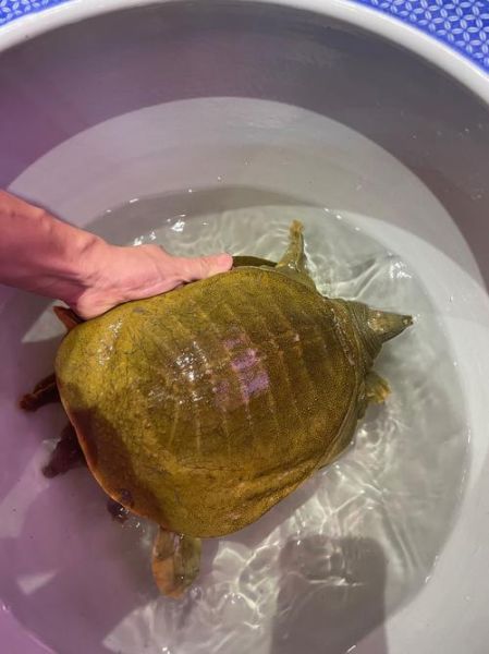 甲鱼怎么养才能活得久_甲鱼吃什么长得快-第2张图片-山城妙识