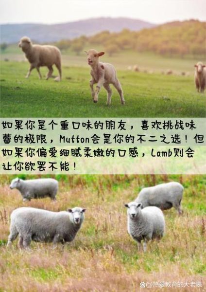 羊肉英语怎么读_mutton和lamb区别-第2张图片-山城妙识 羊肉英语怎么读_mutton和lamb区别-第2张图片-山城妙识