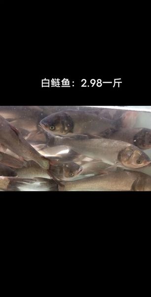 白鲢鱼价格多少钱一斤_白鲢鱼价格走势-第1张图片-山城妙识