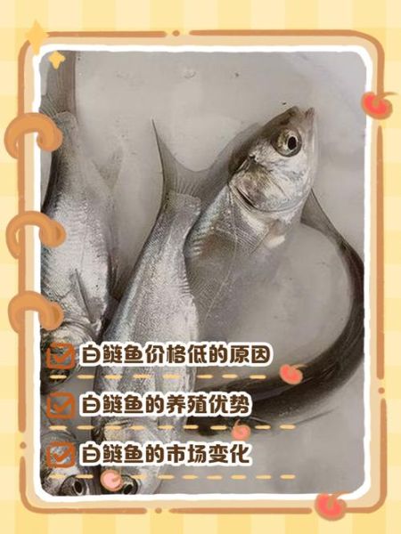 白鲢鱼价格多少钱一斤_白鲢鱼价格走势-第2张图片-山城妙识