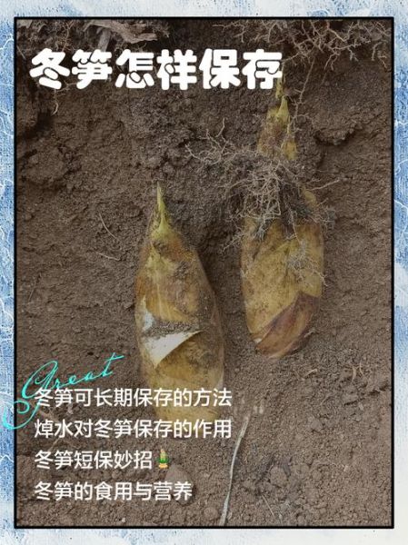冬笋怎么挑选_冬笋怎么保存-第1张图片-山城妙识