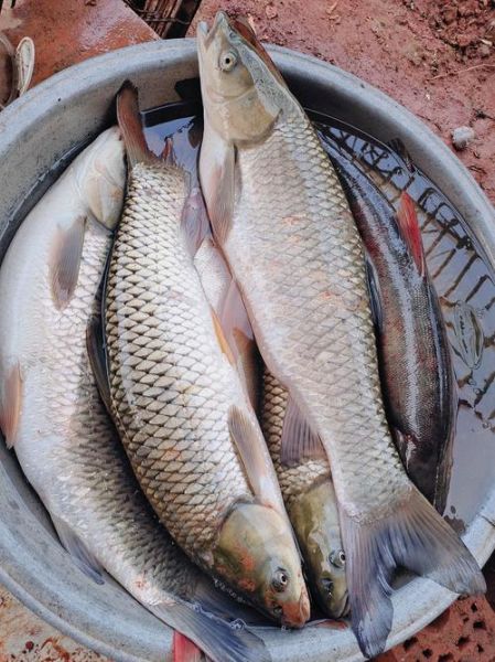 草鱼图片大全_草鱼高清图片怎么拍-第1张图片-山城妙识 草鱼图片大全_草鱼高清图片怎么拍-第1张图片-山城妙识