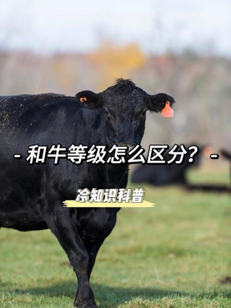 和牛是什么_和牛等级怎么分-第1张图片-山城妙识