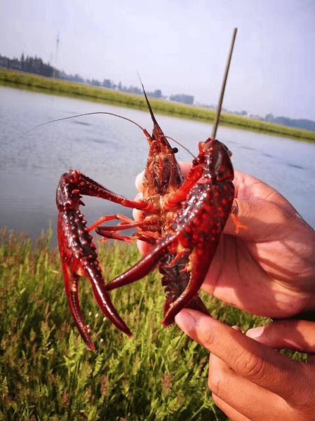 龙虾养殖条件_龙虾养殖需要什么条件-第3张图片-山城妙识