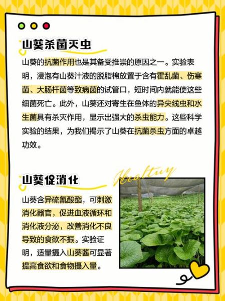 山葵的功效与作用_山葵怎么吃最健康-第1张图片-山城妙识