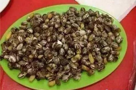 八角丁虫扎人后照片_被八角丁虫咬了怎么办-第1张图片-山城妙识