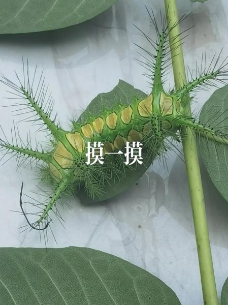 八角丁虫扎人后照片_被八角丁虫咬了怎么办-第3张图片-山城妙识