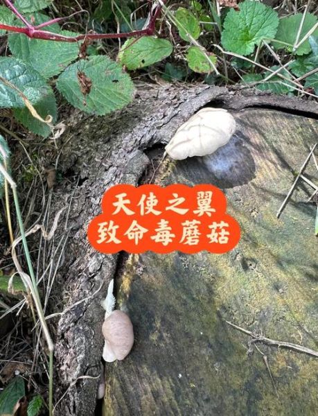 中国十大剧毒蘑菇有哪些_误食后怎么办-第1张图片-山城妙识