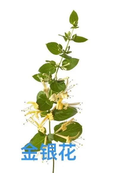 金银花图片大全大图_如何辨别真假金银花-第3张图片-山城妙识