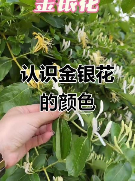 金银花图片大全大图_如何辨别真假金银花-第2张图片-山城妙识