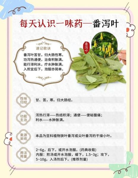 番泻叶能减肥吗_番泻叶的副作用有哪些-第3张图片-山城妙识