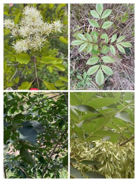 秦皮的功效与作用有哪些_秦皮能治疗哪些疾病-第3张图片-山城妙识