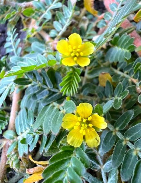 白蒺藜的功效与作用_白蒺藜能长期吃吗-第1张图片-山城妙识