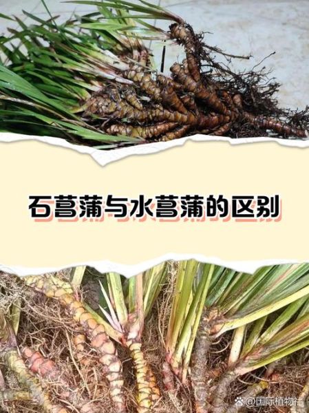 石菖蒲与水菖蒲的区别_如何快速区分两种菖蒲-第1张图片-山城妙识