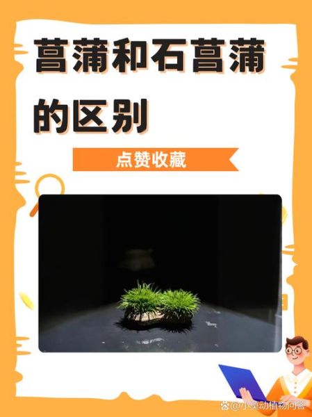 石菖蒲与水菖蒲的区别_如何快速区分两种菖蒲-第3张图片-山城妙识