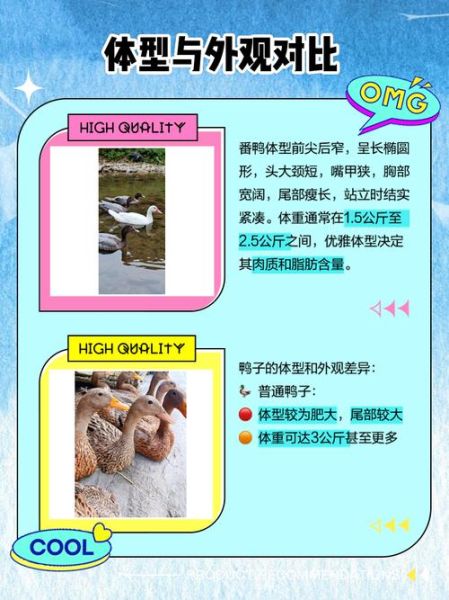 番鸭和普通鸭子的区别_番鸭和普通鸭子哪个好吃-第1张图片-山城妙识