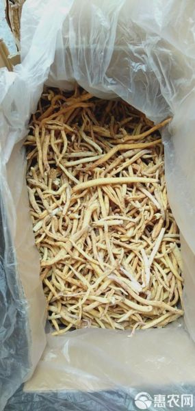 沙参图片大全高清图片_沙参长什么样-第2张图片-山城妙识 沙参图片大全高清图片_沙参长什么样-第2张图片-山城妙识