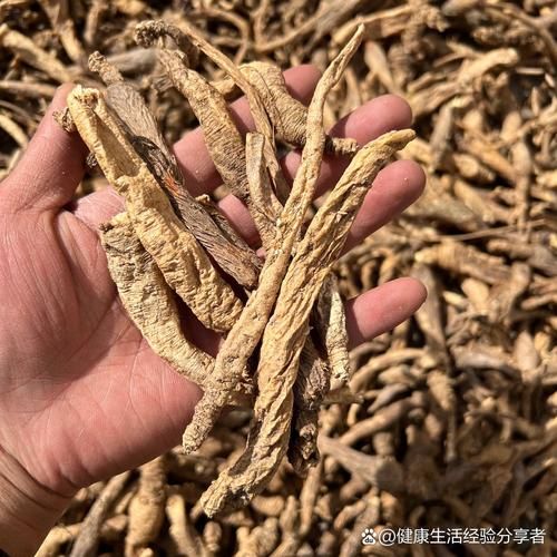 沙参图片大全高清图片_沙参长什么样-第3张图片-山城妙识 沙参图片大全高清图片_沙参长什么样-第3张图片-山城妙识