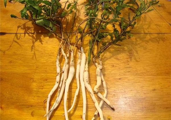 沙参图片大全高清图片_沙参长什么样-第1张图片-山城妙识 沙参图片大全高清图片_沙参长什么样-第1张图片-山城妙识