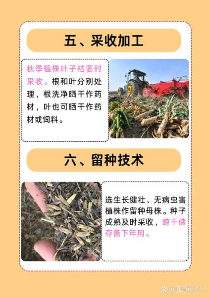 蓝培根是什么_蓝培根好吃吗-第3张图片-山城妙识