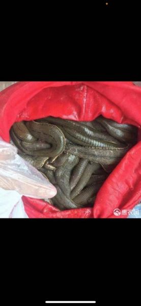 水蛭多少钱一斤_水蛭价格影响因素-第3张图片-山城妙识 水蛭多少钱一斤_水蛭价格影响因素-第3张图片-山城妙识