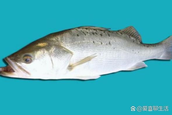 丁桂鱼怎么去鳞_丁桂鱼去鳞最简单的方法-第2张图片-山城妙识