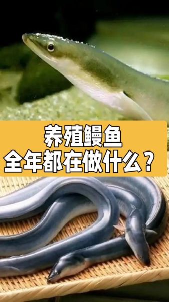 河鳗养殖技术_河鳗养殖成本与利润-第1张图片-山城妙识