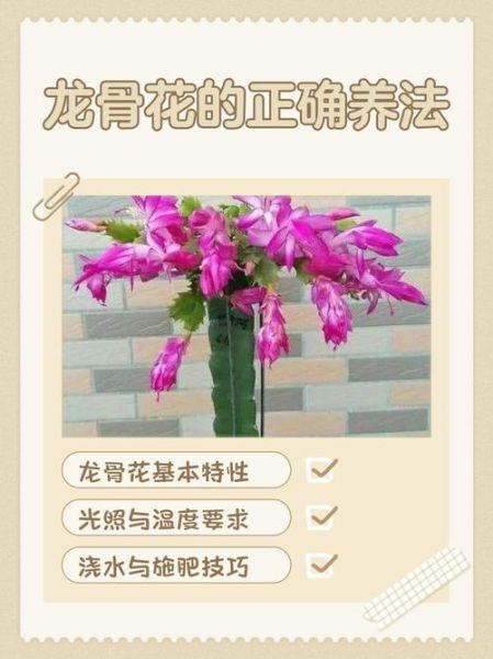 龙骨花怎么养_龙骨花多久浇一次水-第2张图片-山城妙识 龙骨花怎么养_龙骨花多久浇一次水-第2张图片-山城妙识