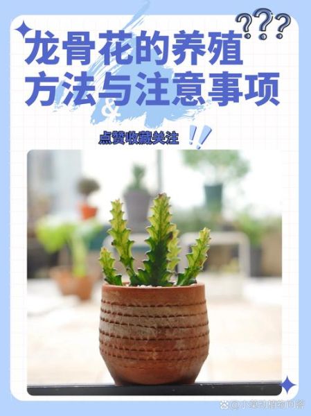 龙骨花怎么养_龙骨花多久浇一次水-第1张图片-山城妙识 龙骨花怎么养_龙骨花多久浇一次水-第1张图片-山城妙识