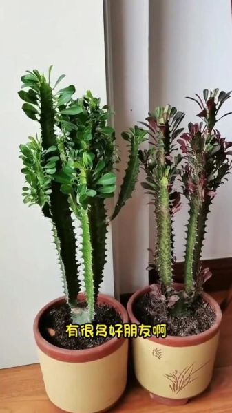 龙骨花怎么养_龙骨花多久浇一次水-第3张图片-山城妙识 龙骨花怎么养_龙骨花多久浇一次水-第3张图片-山城妙识