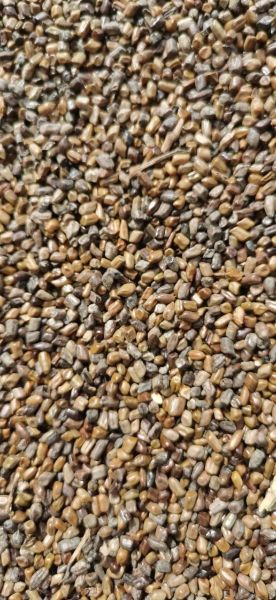 决明子多少钱一斤_决明子价格影响因素-第1张图片-山城妙识 决明子多少钱一斤_决明子价格影响因素-第1张图片-山城妙识