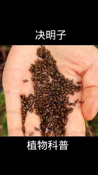 决明子多少钱一斤_决明子价格影响因素-第2张图片-山城妙识 决明子多少钱一斤_决明子价格影响因素-第2张图片-山城妙识