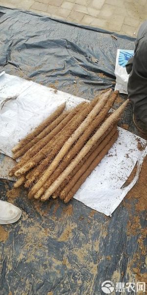 麻山药的营养价值_麻山药的功效与作用-第3张图片-山城妙识