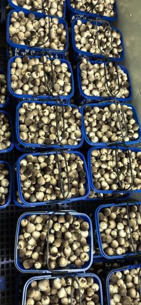 草菇种植利润怎么样_草菇种植成本与收益-第2张图片-山城妙识