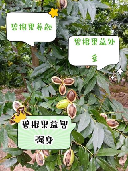 碧根果和夏威夷果的区别_哪个营养价值更高-第2张图片-山城妙识