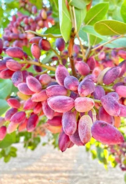 开心果产地在哪里_开心果主要产自哪些国家-第3张图片-山城妙识