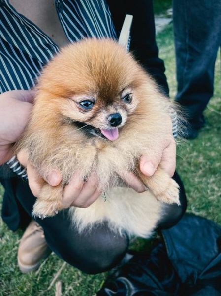 狗图片怎么拍好看_狗狗拍照姿势有哪些-第3张图片-山城妙识