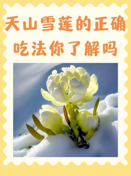 藏雪莲花功效与作用_藏雪莲花怎么吃-第3张图片-山城妙识