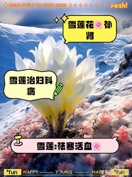 藏雪莲花功效与作用_藏雪莲花怎么吃-第2张图片-山城妙识