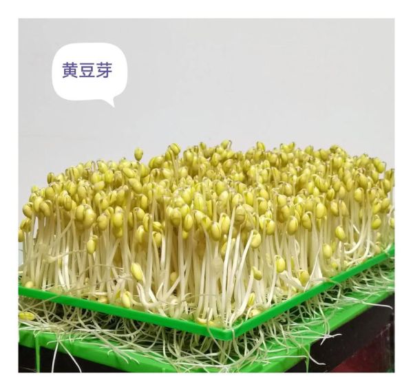 芽苗菜加盟多少钱_芽苗菜加盟利润怎么样-第3张图片-山城妙识